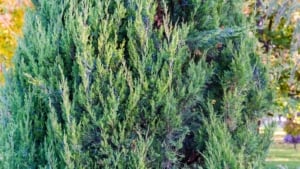 How to Plant, Grow, and Care for Rocky Mountain Juniper