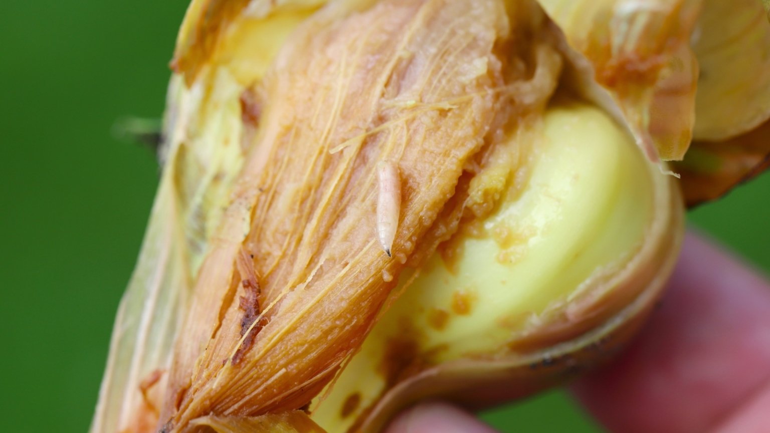 7 Causes of Rotting, Mushy Onions from the Garden