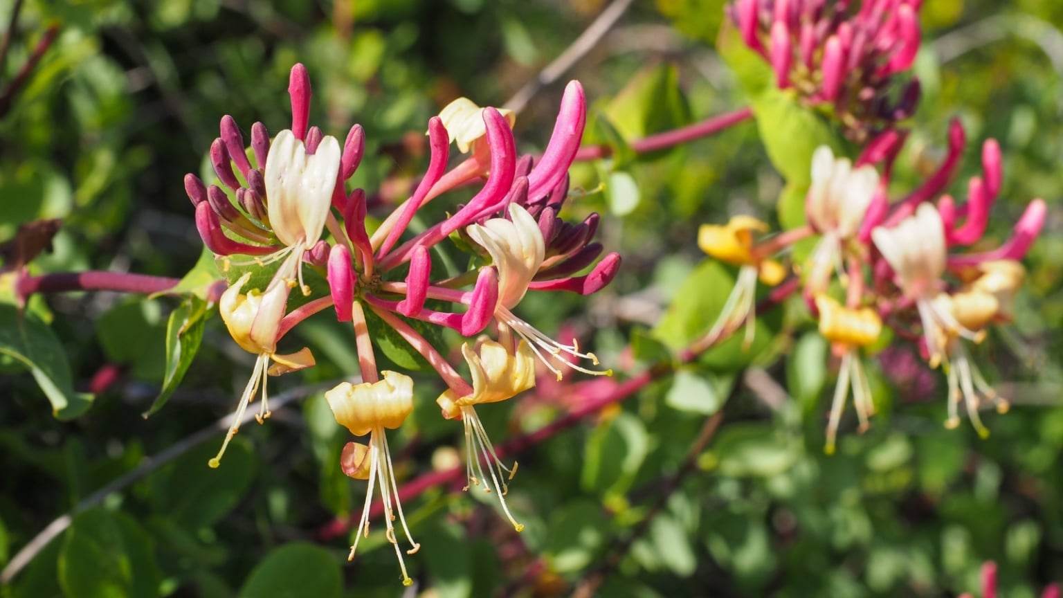 7 Powdery Mildew-Resistant Honeysuckle Varieties