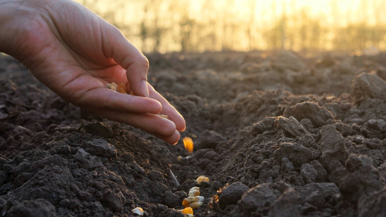 Don't Pick Corn Too Early: 5 Harvesting Tips