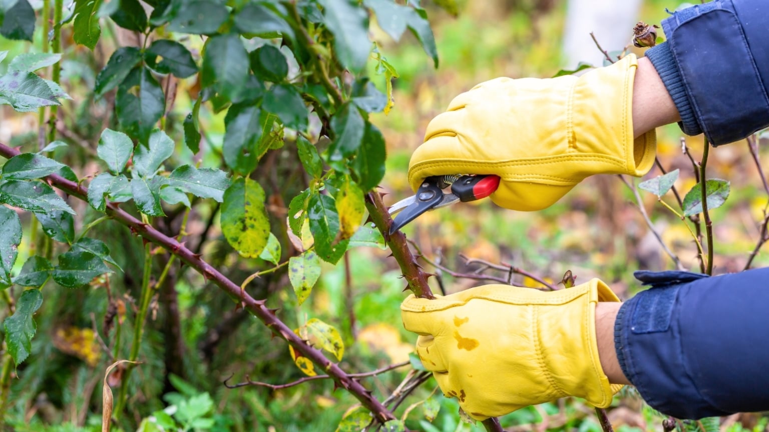 Rose Pruning Don'ts: 5 Ways You're Damaging Your Bushes