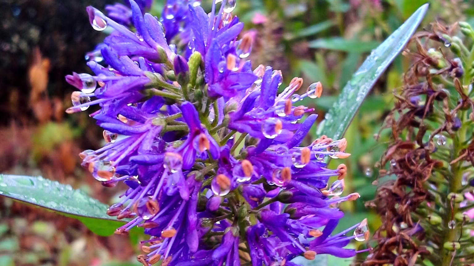 How to Plant, Grow, and Care for Hebe Shrubs