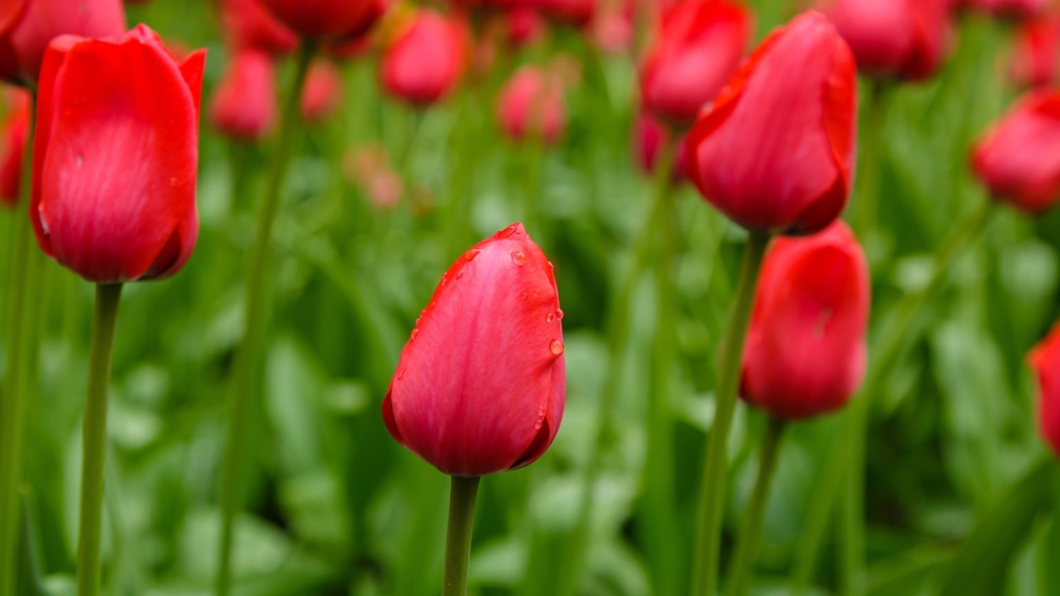 The Ultimate Guide to Burgundy and Wine-Colored Perennial Flowers