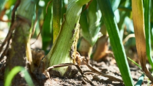 7 Causes of Rotting, Mushy Onions from the Garden