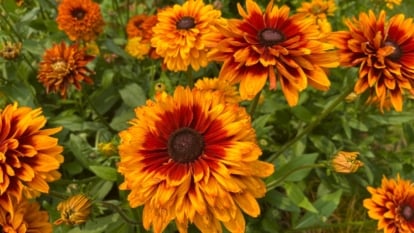 13 Rudbeckia Varieties For Your Summer Garden