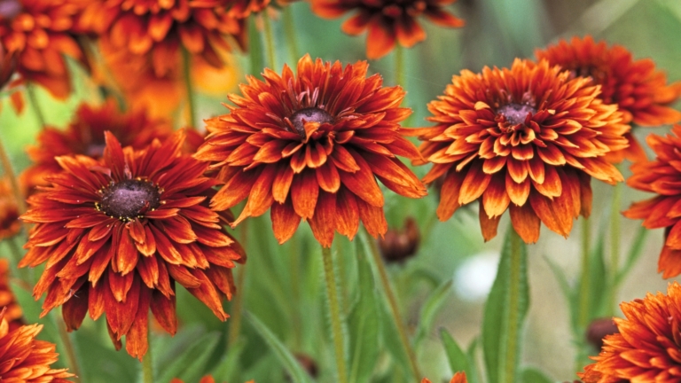 How to Plant, Grow, and Care For ‘Cherokee Sunset’ Black-Eyed Susan