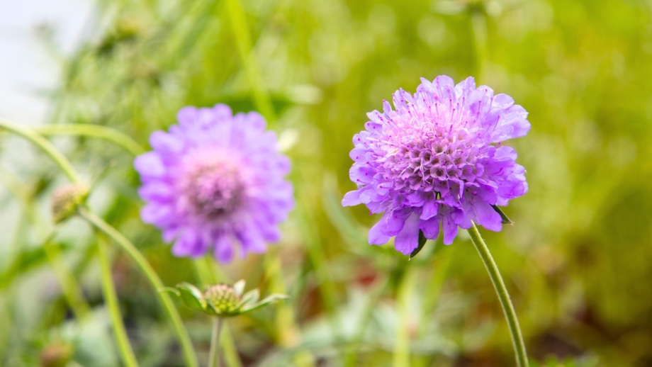 11 Common Perennials That are Short-Lived
