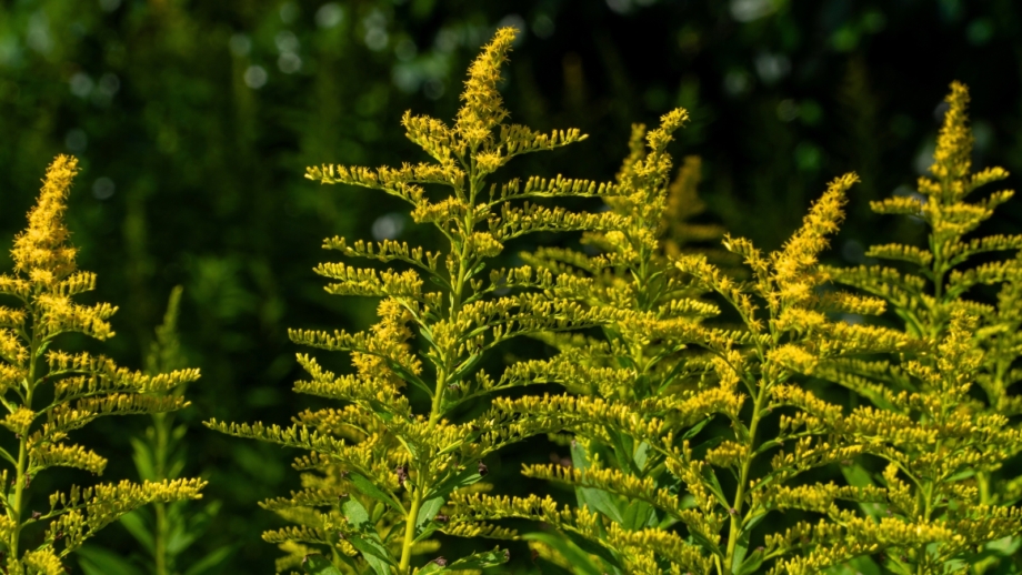 11 Beautiful New England Wildflowers