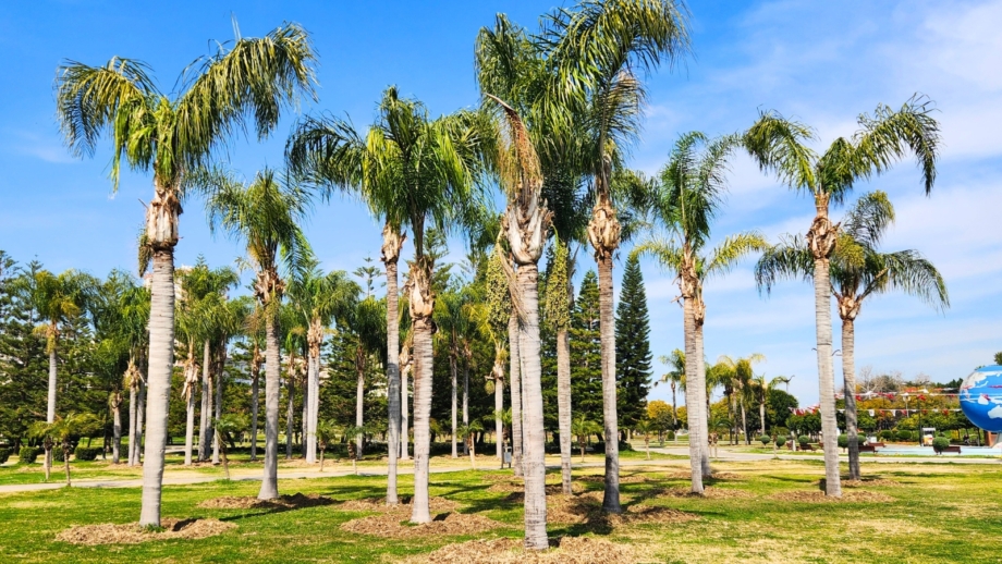 California Palm Trees: 15 Types That Grow Well in California