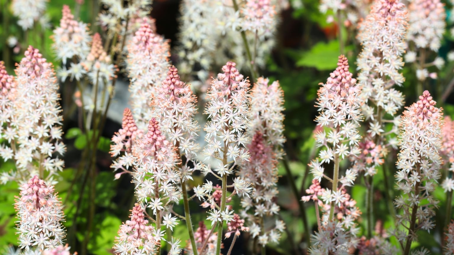 15 Cottage Garden Perennials for Instant Charm