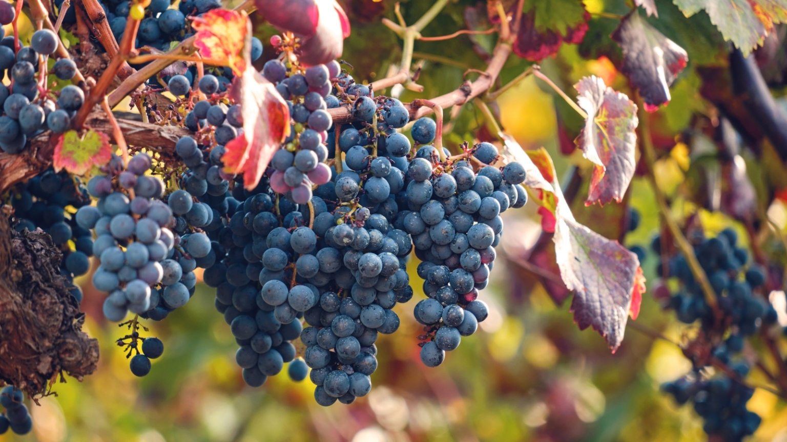 How to Plant, Grow, and Care for Champagne Grapes