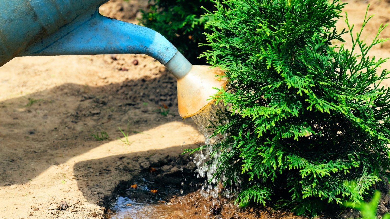 When and How Much to Water Arborvitae