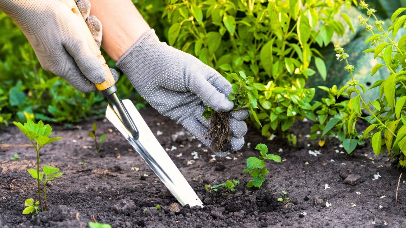 5 Mulching Mistakes That Harm Your Plants