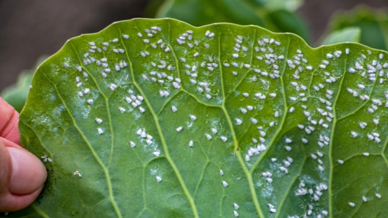 What’s Eating My Lettuce? 7 Common Lettuce Pests