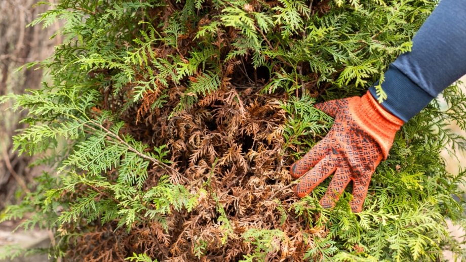Why Are My Arborvitae Turning Brown?