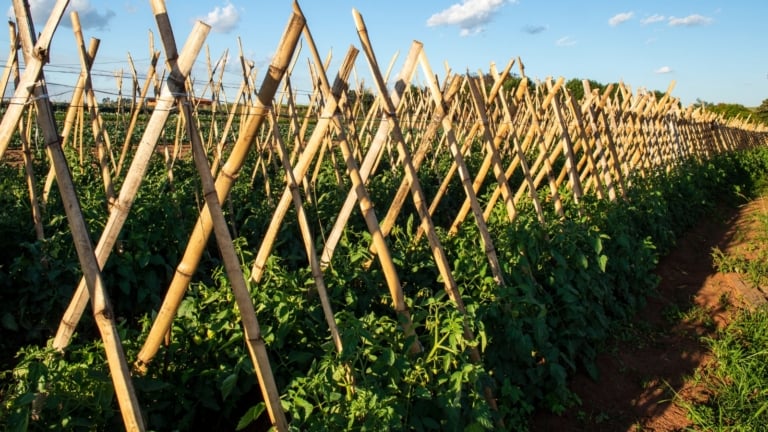 7 DIY Staking Solutions for Tall, Floppy Plants