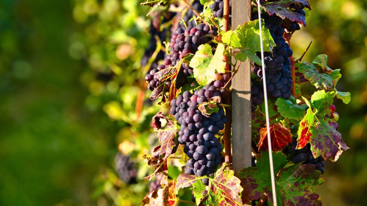 How to Plant, Grow, and Care for Champagne Grapes