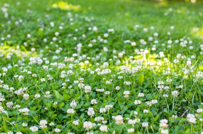 7 Environmentally-Friendly Ways to Get Rid of Invasive Plants