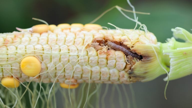 How to Combat Corn Earworms: Prevention and Management