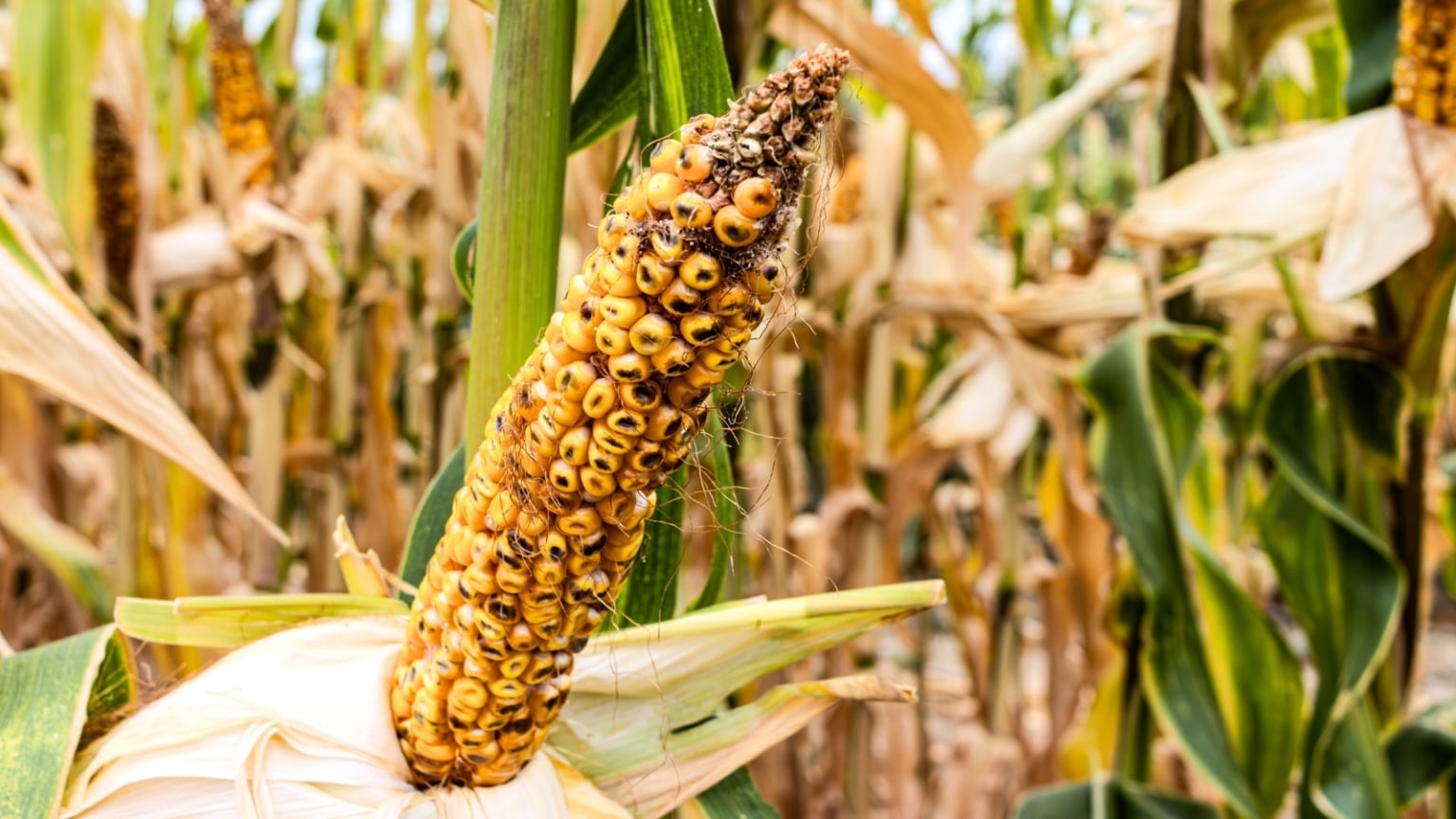 7 Corn Diseases to Watch for in the Garden
