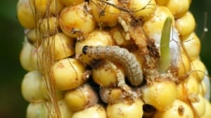 How to Combat Corn Earworms: Prevention and Management