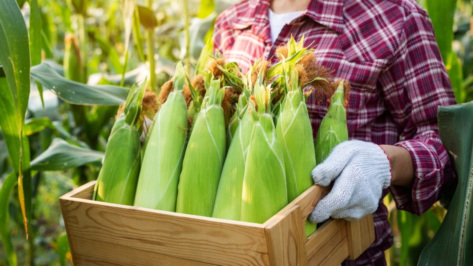 Don't Pick Corn Too Early: 5 Harvesting Tips