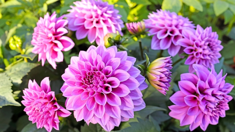 9 Perennials That are Famously Difficult to Grow
