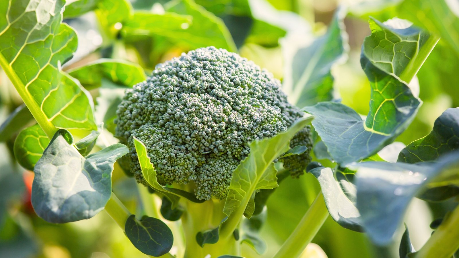 You Can Still Plant These Fast-Growing Vegetables In August