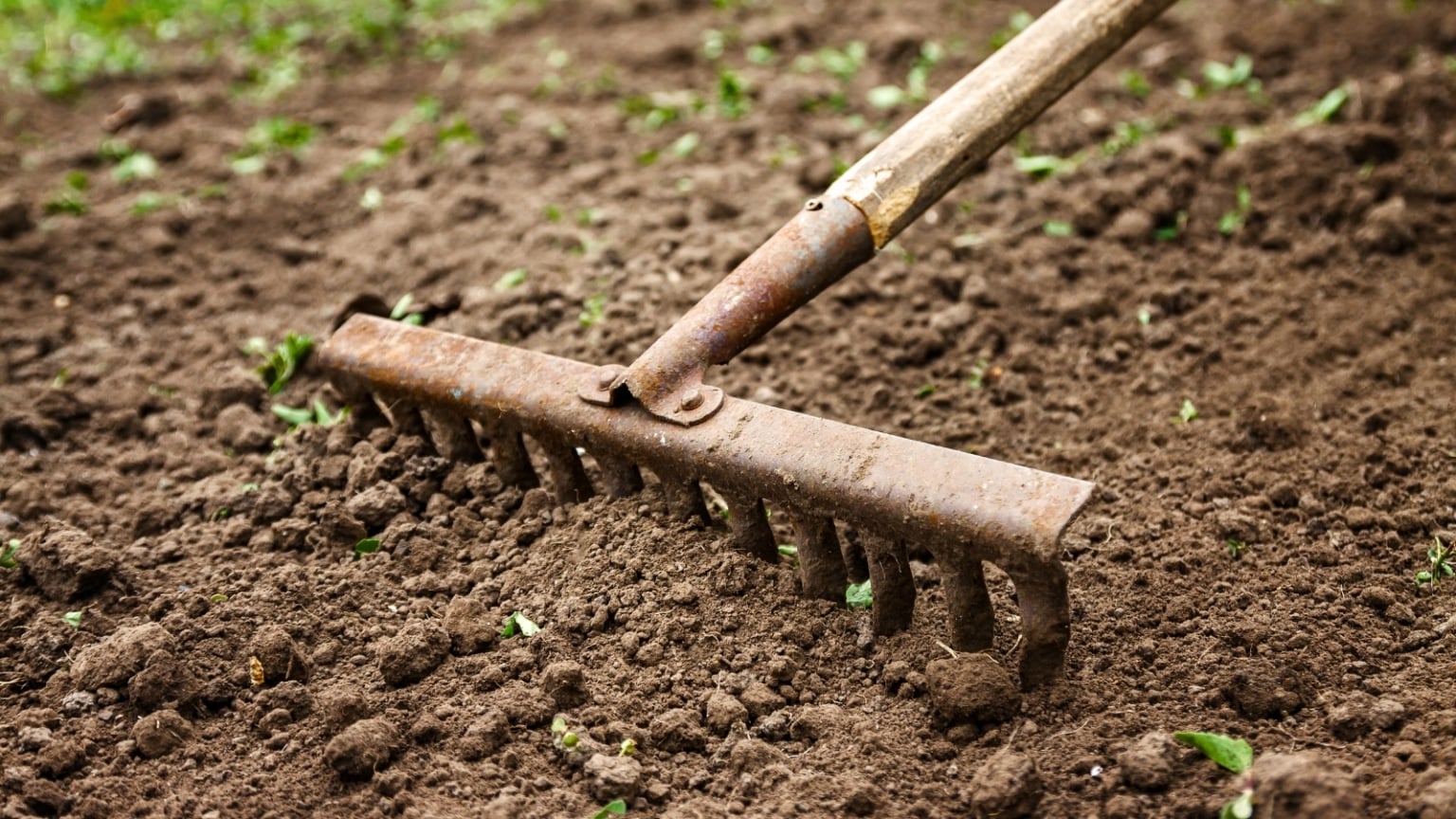Understanding Common Soil Terms: Macronutrients to Mycorrhizae