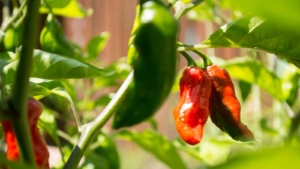 How to Plant, Grow, and Care For Ghost Peppers