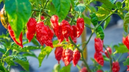 How to Plant, Grow, and Care For Ghost Peppers