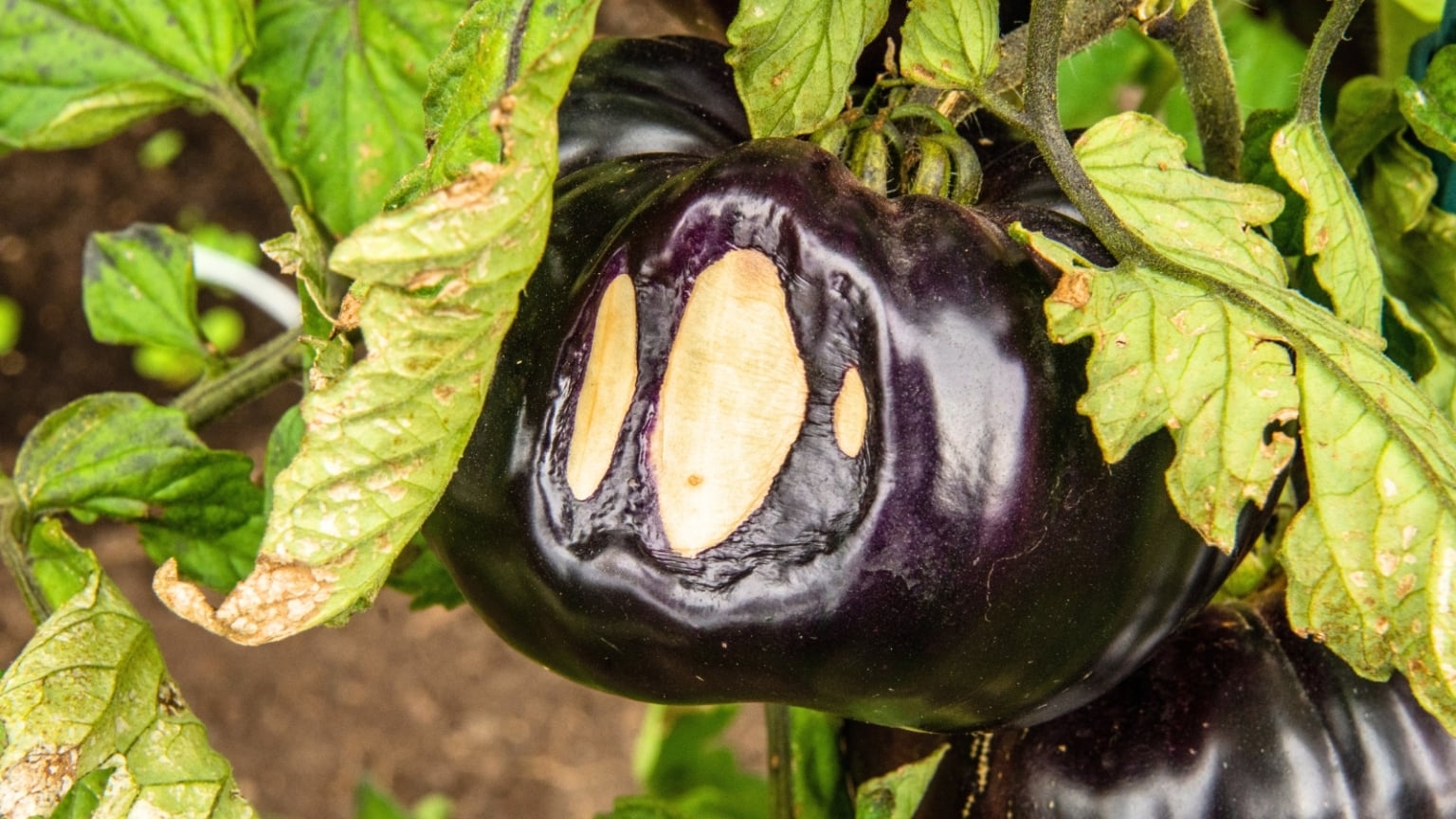 Are Your Plants Sunburned? How to Heal Them