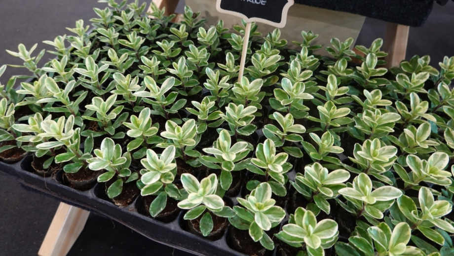 How to Plant, Grow, and Care for Hebe Shrubs