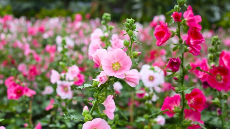 15 Hollyhock Varieties We Love in the Summer Garden