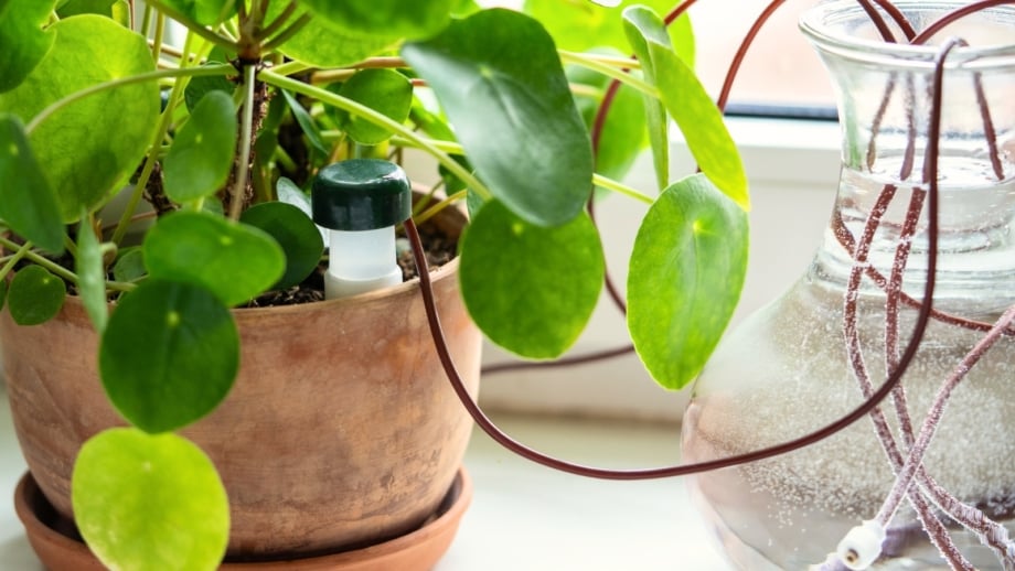 How to Keep Your Plants Alive When You're on Vacation: 7 Tips
