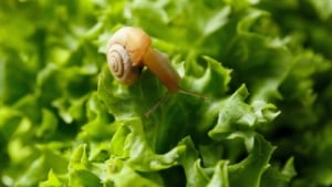 What’s Eating My Lettuce? 7 Common Lettuce Pests