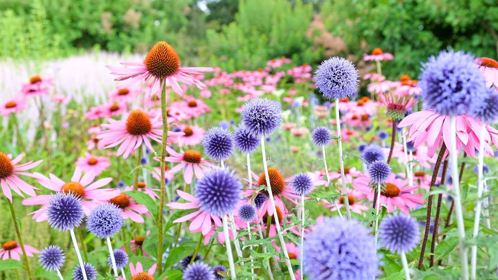 11 No-Fail Perennial Combos That Always Look Good