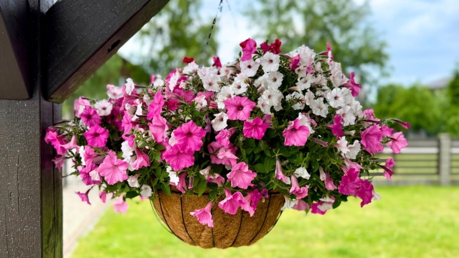 Plant Once, Enjoy Forever: Top Perennial Hanging Basket Choices