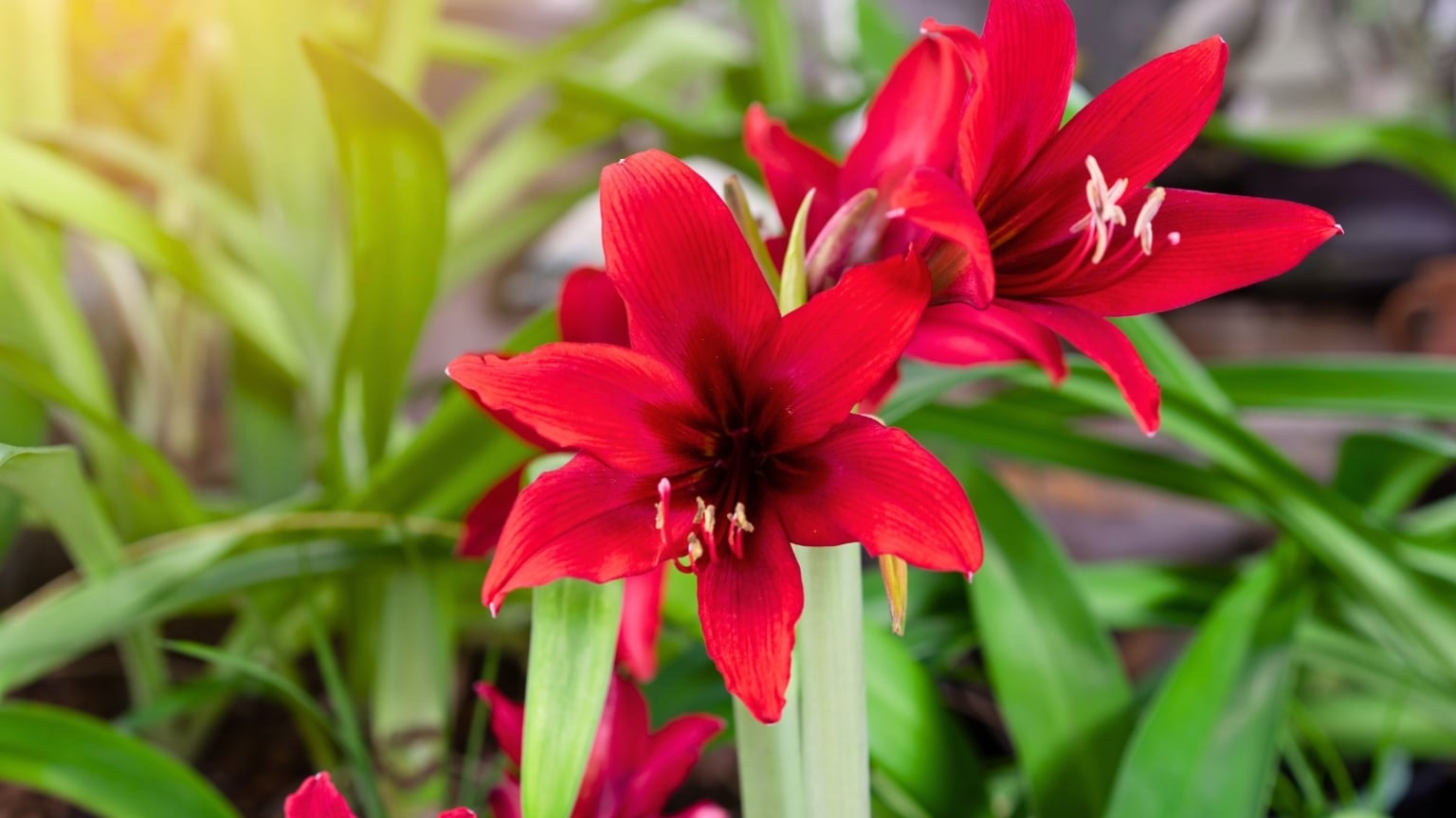 The Ultimate Guide to Burgundy and Wine-Colored Perennial Flowers