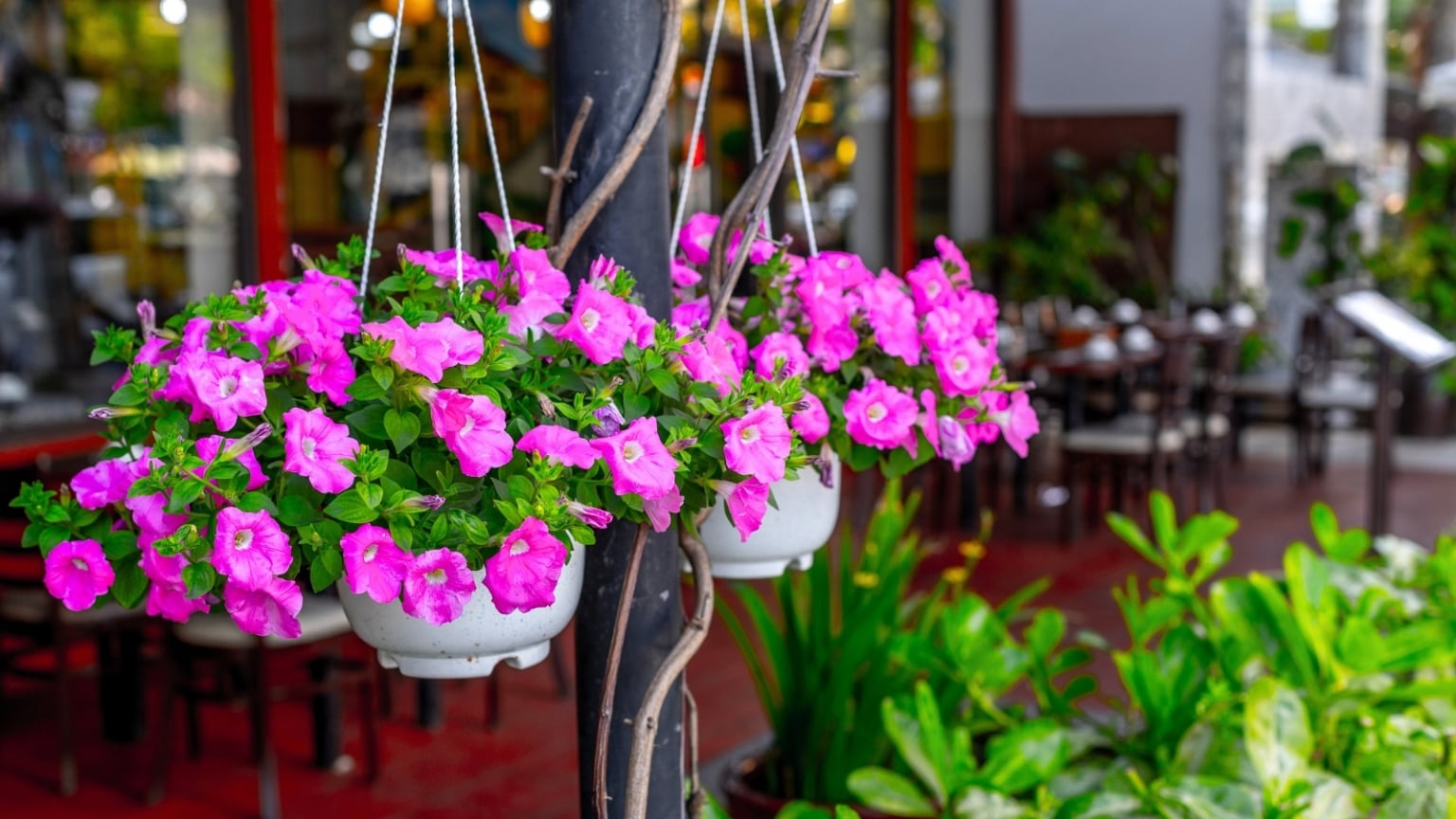 Plant Once, Enjoy Forever: Top Perennial Hanging Basket Choices