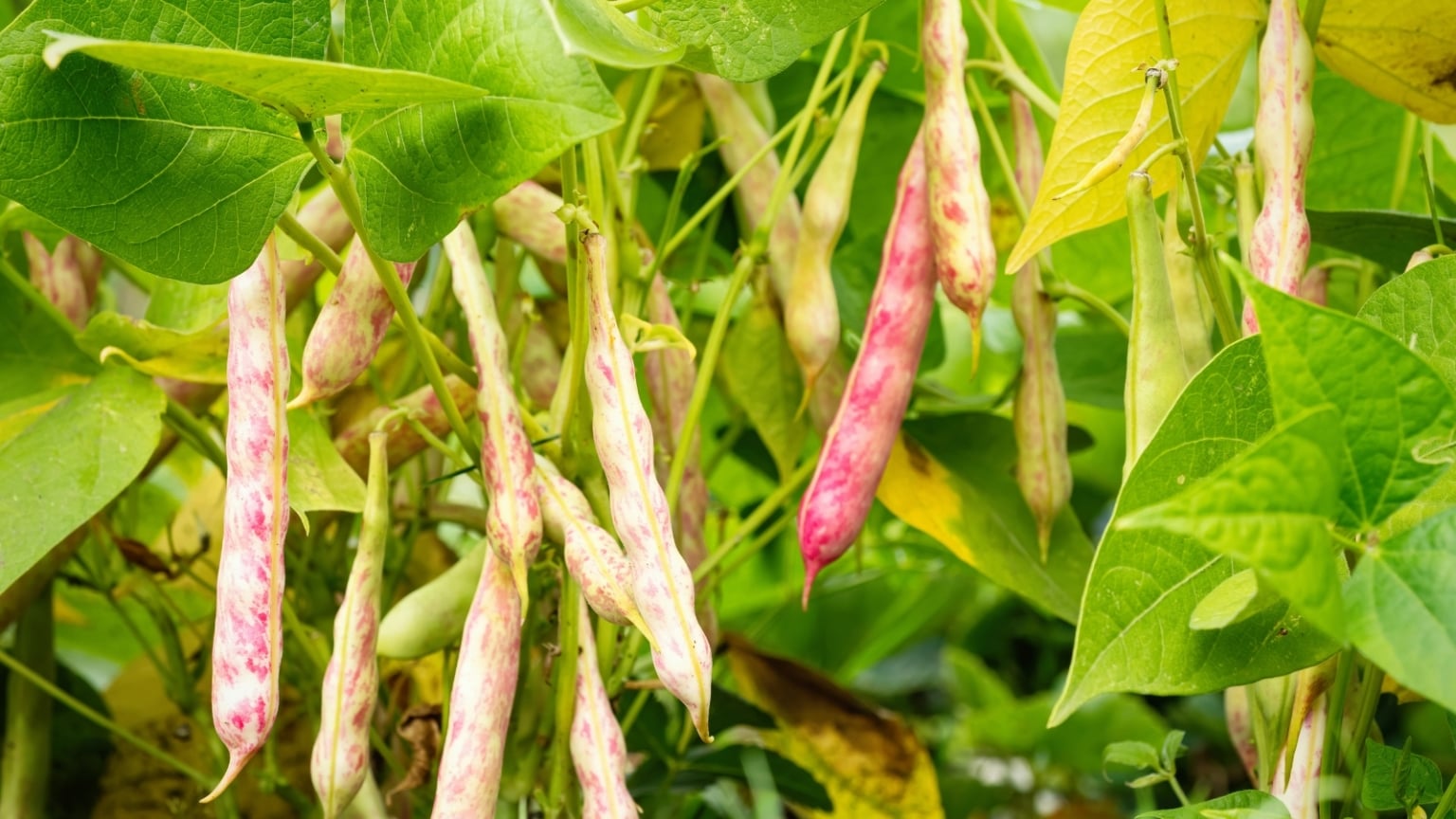 When and How to Harvest Garden Beans