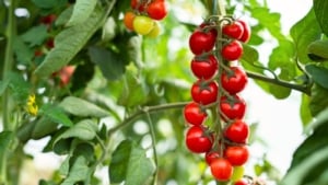 When to Plant Fall Tomatoes: Timing and Tips