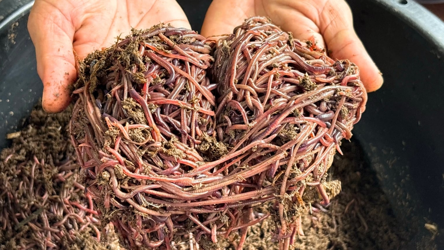 A Beginner's Guide to Vermicomposting