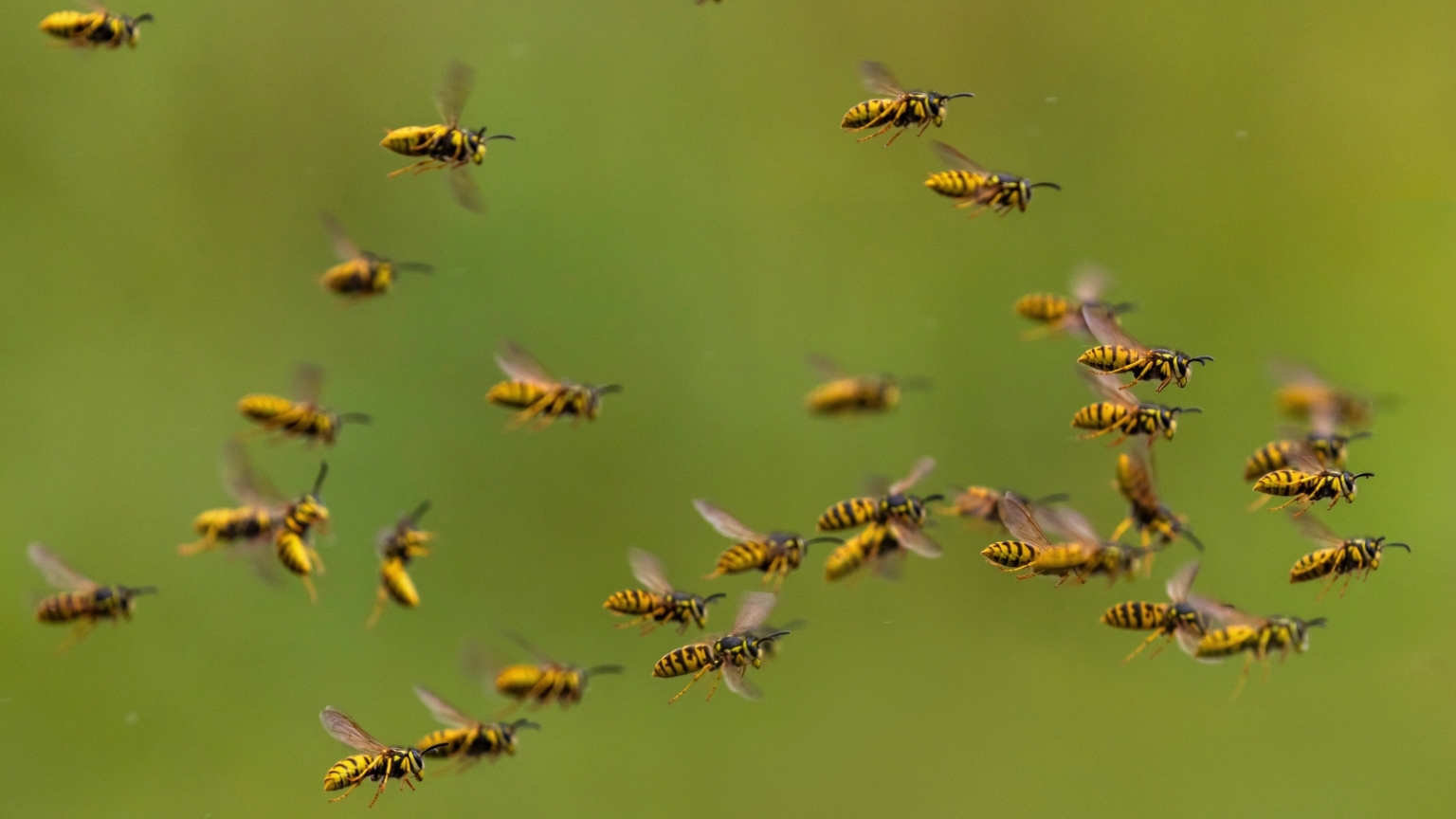 3 Benefits of Wasps in the Garden