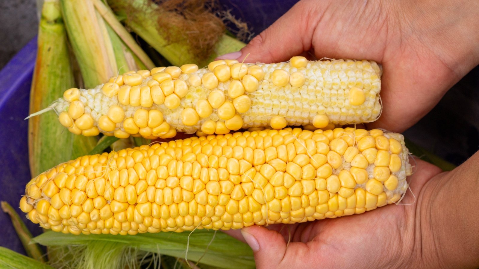 5 Causes of Underdeveloped Corn Cobs in the Garden