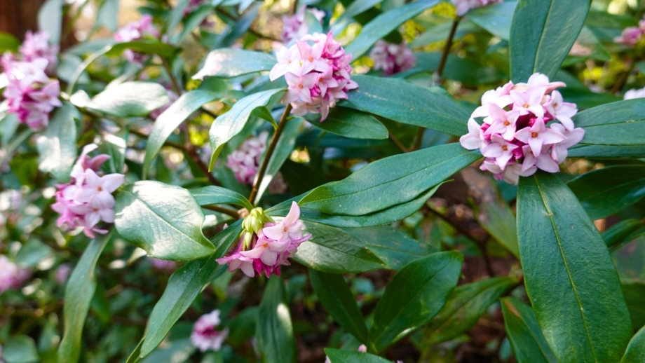 13 Unusual Alternatives to Boring Shrubs