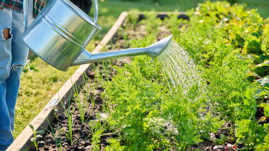 Cracked, Split Carrots: Why It Happens & What to Do