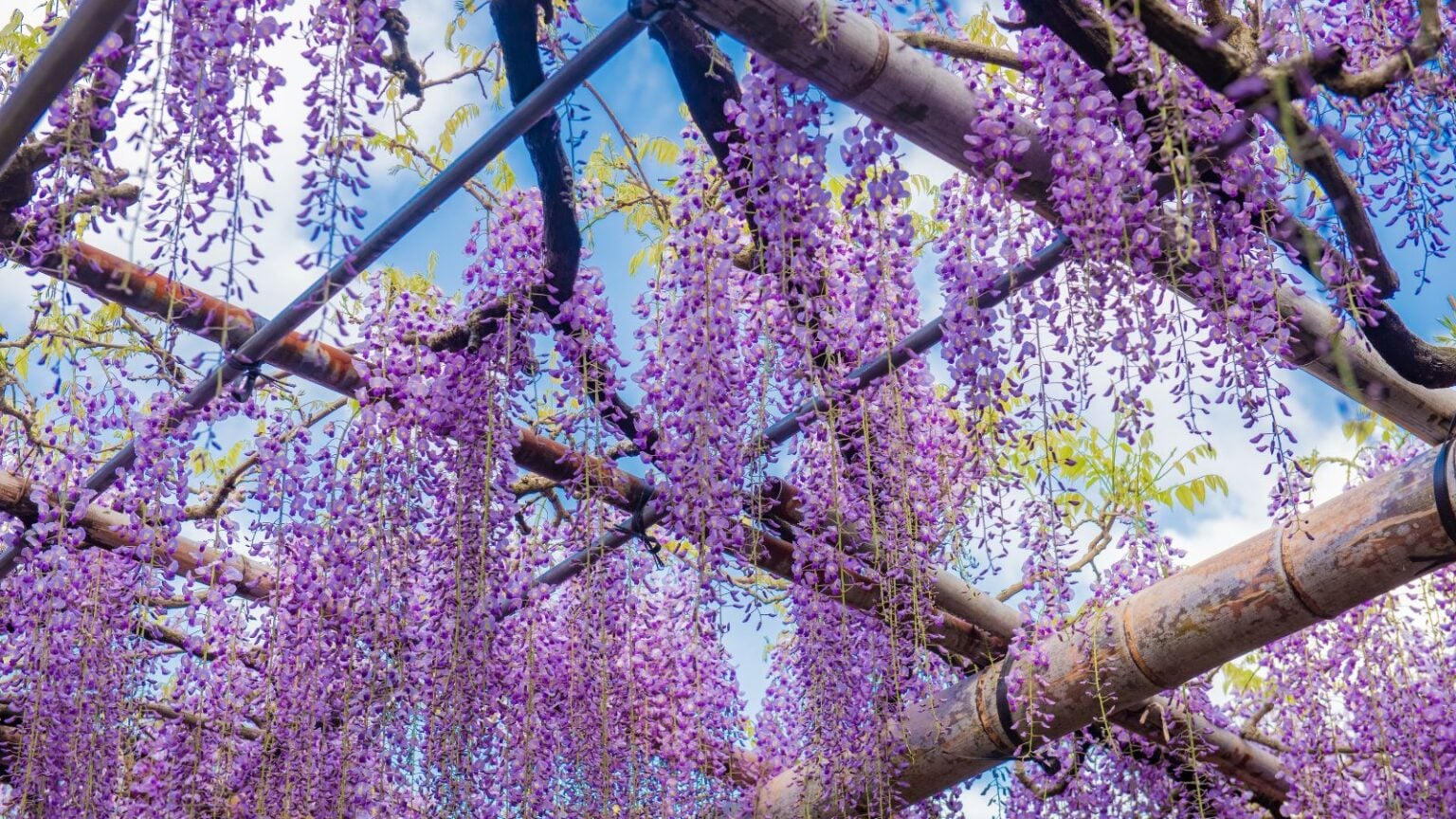 How to Train Wisteria Vines