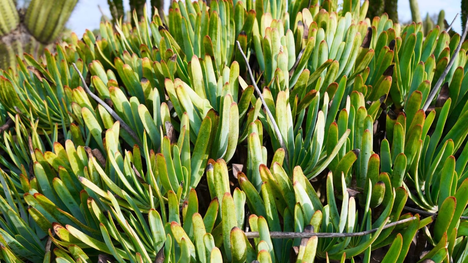 How to Plant, Grow, and Care For Fan Aloe