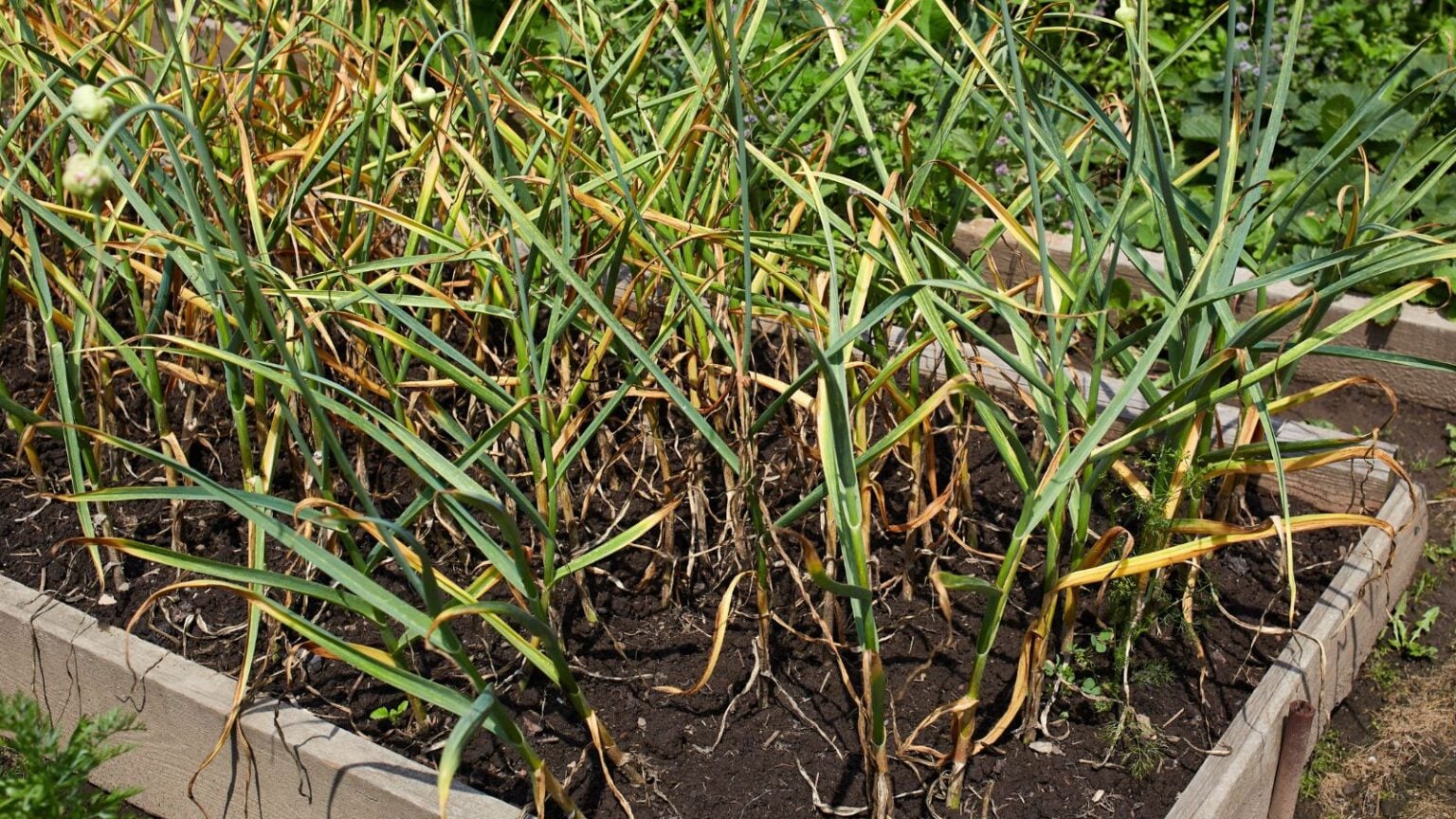 How to Tell Your Garlic is Ready to Harvest